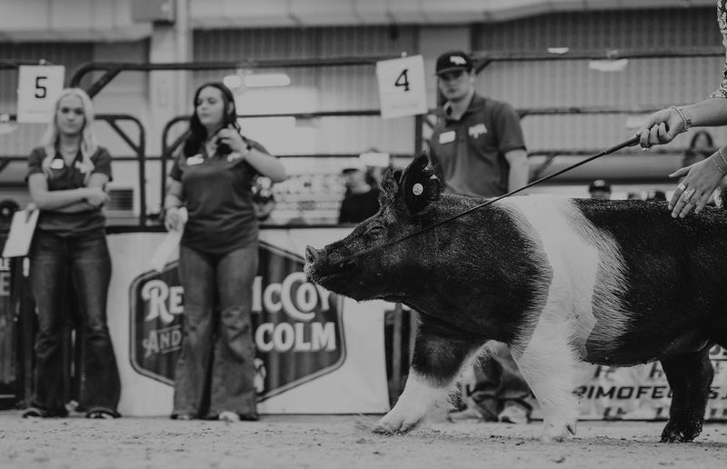 Beef Cattle Max · Primo Feeds LLC